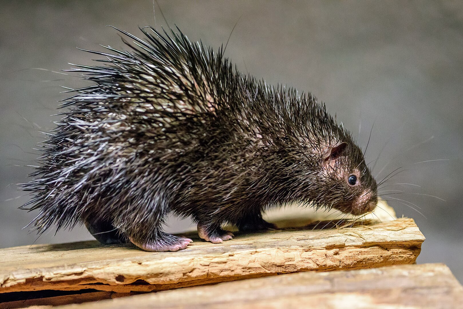Vzácné mládě dikobraza palawanského přišlo na svět v pražské zoo, letos ...